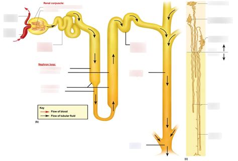 Urinary System 2 Diagram Quizlet Urinary System 2 Diagram Quizlet