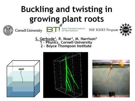 Earth S Internet Natural Networking Plant Root Spiraling Mechanisms Ability To Bore Through