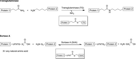 Protein Crosslinking Through Transamidation Reactions Catalyzed By