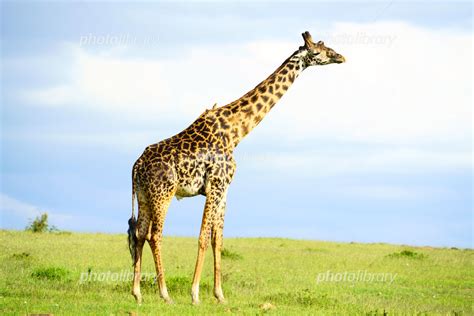 キリン 写真素材 6096094 フォトライブラリー photolibrary