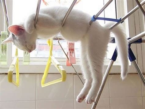 30 Hilarious Sleeping Cat Memes That Will Melt Your Heart Bored Panda
