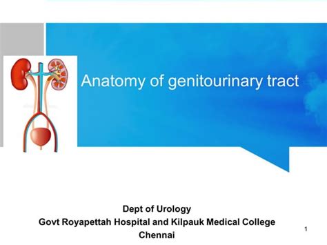 Anatomy Of Genitourinary Tract Pdf