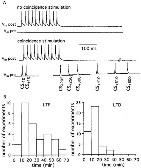Conditioning Protocols Used For The Induction Of Synaptic Plasticity Download Scientific