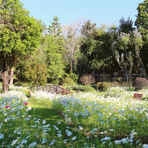 ทุ่งดอกคอสมอสสีขาว