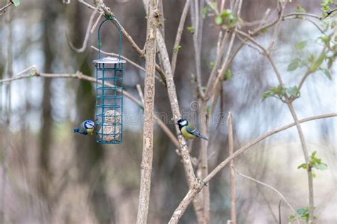 Blue Tit Sitting On Bird Feeder With Fat Balls Stock Image Image Of