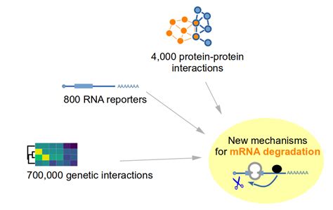 Cosmin S RNA Resources Home