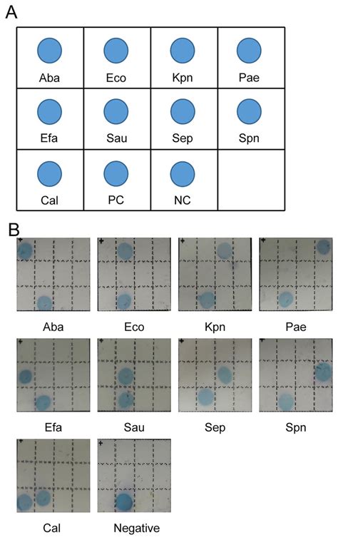 A New Application Of Multiplex Pcr Combined With Membrane Biochip Assay For Rapid Detection Of 9