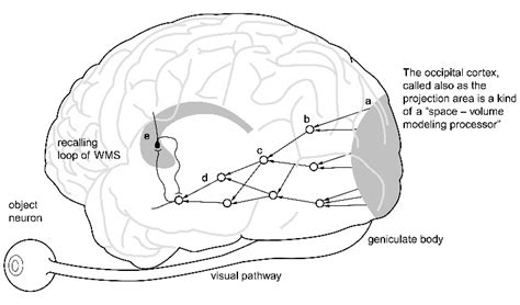 Diagram Of The Visual Pathway Showing The Location Of Object Neurons Download Scientific