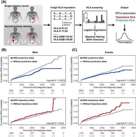 HLA Diversity Unveils Susceptibility And Organ Specific Occurrence Of Second Primary Cancers A
