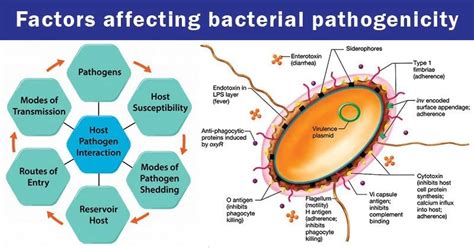 Pathogenesis Of Bacterial Infection Classification Of Pathogens And Bacterial Virulence Factors