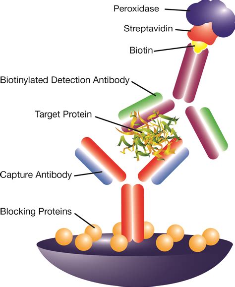 Immunoassay Reagents Leinco Technologies