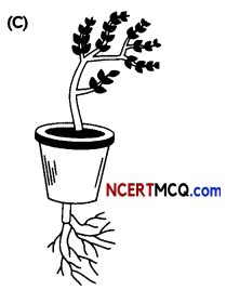 Mcq Questions For Class Science Chapter Control And Coordination With Answers Artofit