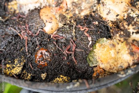 Worms In Compost Pile Making A Thermophilic Compost With Soil Biology