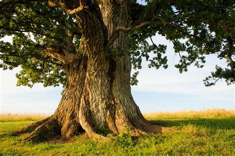 Ancient Trees Are Vital To Forest Survival