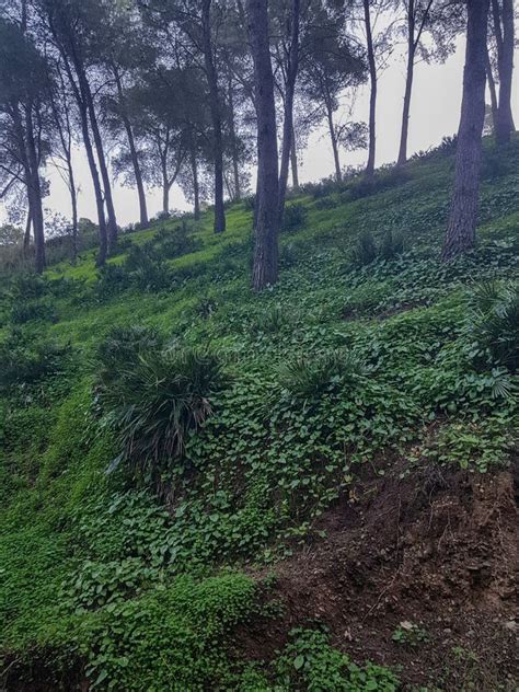 Explore The Original Natural Beauty Of Grass Among The Pine Tree Forests Stock Image Image Of