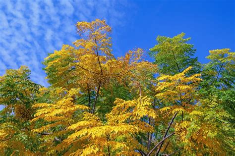 Branches Of Chinaberry Tree Melia Azedarach With Yellow Leaves And