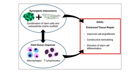 Potential Synergistic Effects Of Stem Cells And Extracellular Matrix Scaffolds Acs