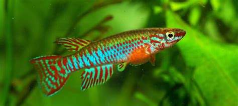 African Turquoise Killifish A Colorful Up And Coming Model In Aging