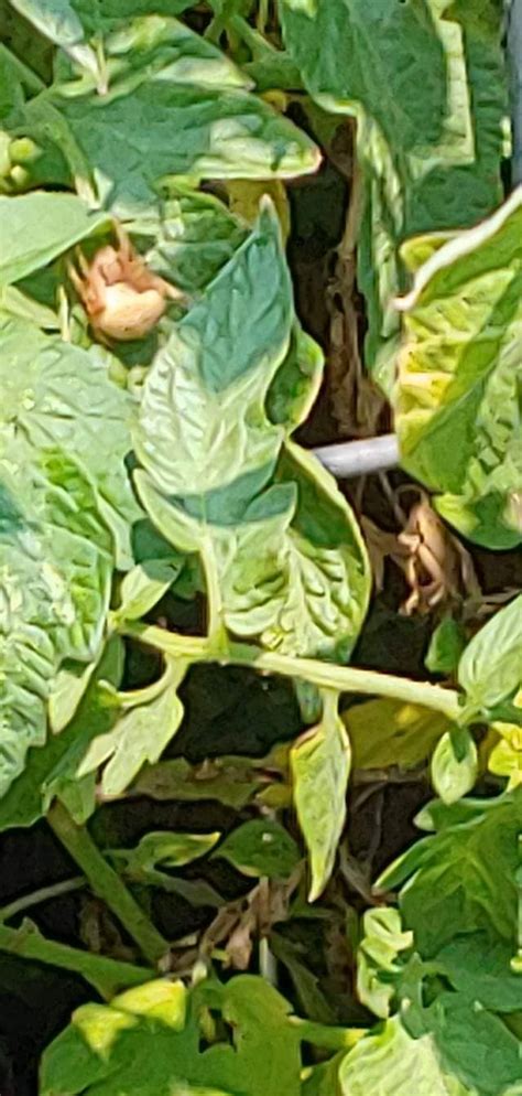 Spiders In Nebraska Species Pictures