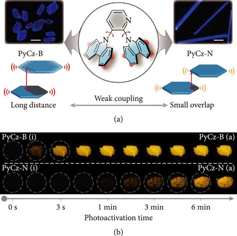 Polymorphism Dependent Dynamic Ultralong Organic Phosphorescence Research