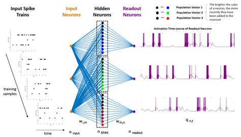 Network Architecture Of The Proposed Evolving Spike Pattern Association Download Scientific