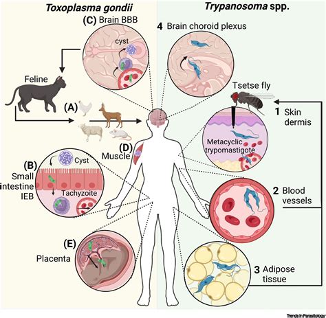 How Colonization Bottlenecks Tissue Niches And Transmission
