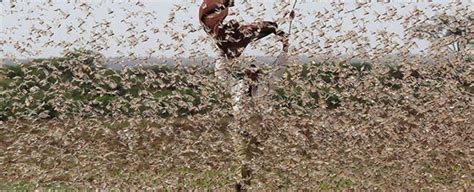 the locust plague in east africa is sending us a message and it s not good news sciencealert