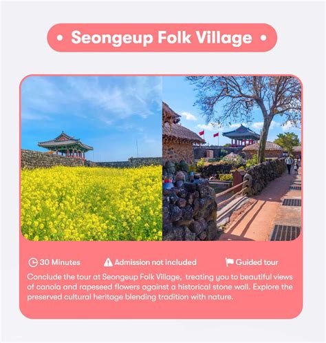 Jeju Canola Flower And Cherry Blossom Private Day Tour By Wondertrip Klook