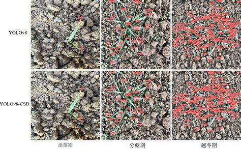 复杂大田场景下基于改进yolov8的小麦幼苗期叶片数快速检测方法
