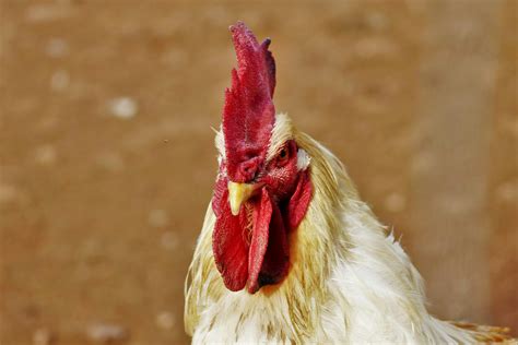 Cock Background Photos Download The Best Free Cock Background Stock
