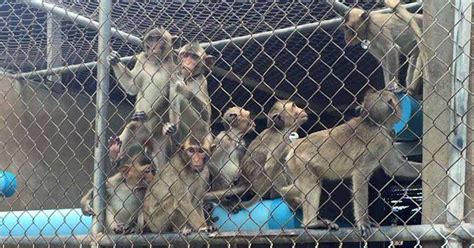 អ្នក ដឹង ទេ ស្រុក ខ្មែរ មាន កសិដ្ឋាន ចិញ្ចឹម ស្វា សម្រាប់ នាំ ចេញ — Cambonomist