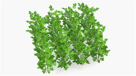 Cilantro Garden Bed 3d Model 44 3ds Blend C4d Fbx Max Ma Lxo Obj Free3d
