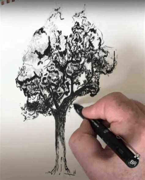 How To Draw A Tree In Pen And Ink Improve Drawing