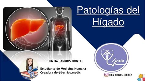 Patologías Del Hígado Barrios Medic 👩‍⚕️📚 Udocz
