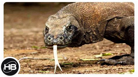 Животные с Самыми Длинными Языками Топ 10 Youtube