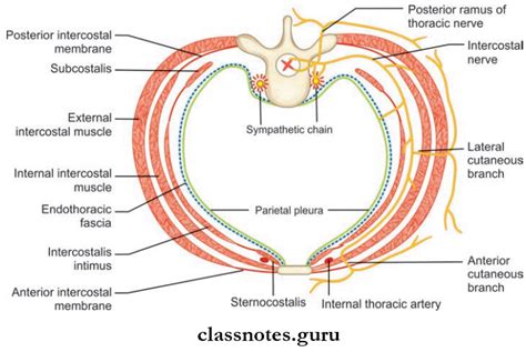 Thoracic Cage Anatomy Class Notes
