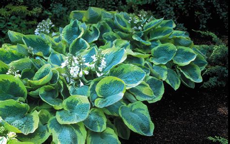 Francis Williams Hosta Hostas Store
