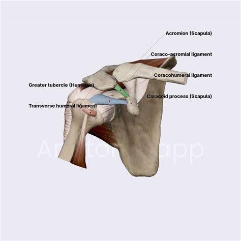 Types Of Joints Of Upper Limb Ligaments Movements Of The Shoulder