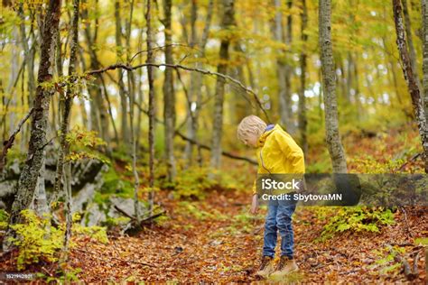 초등학생 소년이 가을날 몬테네그로 로브첸 국립공원에서 숲을 걷는다 자연을 탐험하는 호기심 많은 소년 아이들과 함께하는 가족을위한 관광 및 여행 10월에 대한 스톡 사진 및