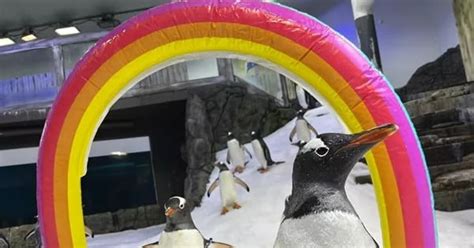 ‘게이 펭귄 커플 한마리 죽자 남은 연인 통곡…호주 울린 사연