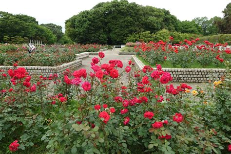 大阪市立長居植物園サメビタキコサメビタキシジュウカラ幼鳥水浴びスズメコゲラヒヨドリアオサギ初夏の花近鉄電車ならしか
