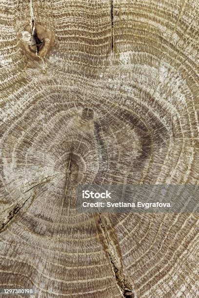 연간 반지 클로즈업 오래된 오크 나무의 자연 광택 톱나무 컷의 표면 질감과 나무 배경 0명에 대한 스톡 사진 및 기타 이미지 0명 갈색 거친 Istock