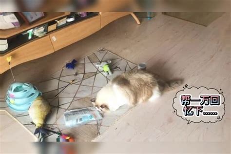 一万的二哈体质又暴露了记吃不记打的猫 体质