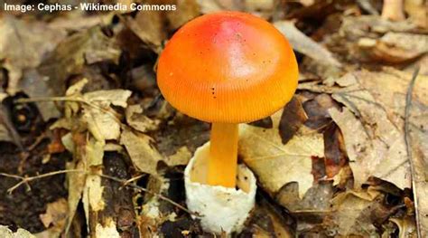 14 Types Of Orange Mushrooms With Pictures Identification Guide