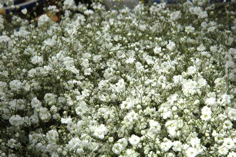 원예식물 안개꽃