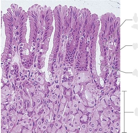 Digestive System Histology Flashcards Quizlet