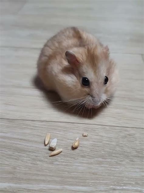 먹고 있는 햄스터 Youtube