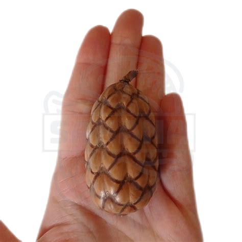 Coco Orinocensis Pack Of 2 Units Mangrove Project