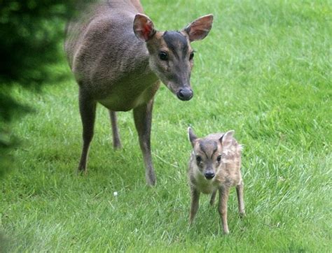 Muntjac Deer Muntiacus Reeves