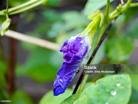 매크로 나비 완두콩 꽃 푸른 완두콩 블루 벨 덩굴 코르도판 완두콩 흐림 배경에 고립 된 녹색 잎이있는 클리토리아 테르 나테아 밝은 이른 아침 촬영t 0명에 대한 스톡 사진